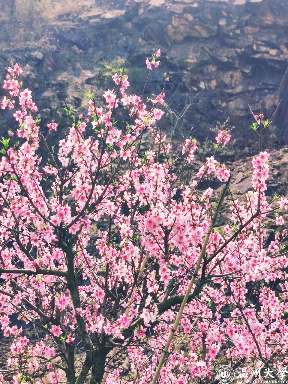 学习强国：春拍大赛丨春光乍泄-温州大学